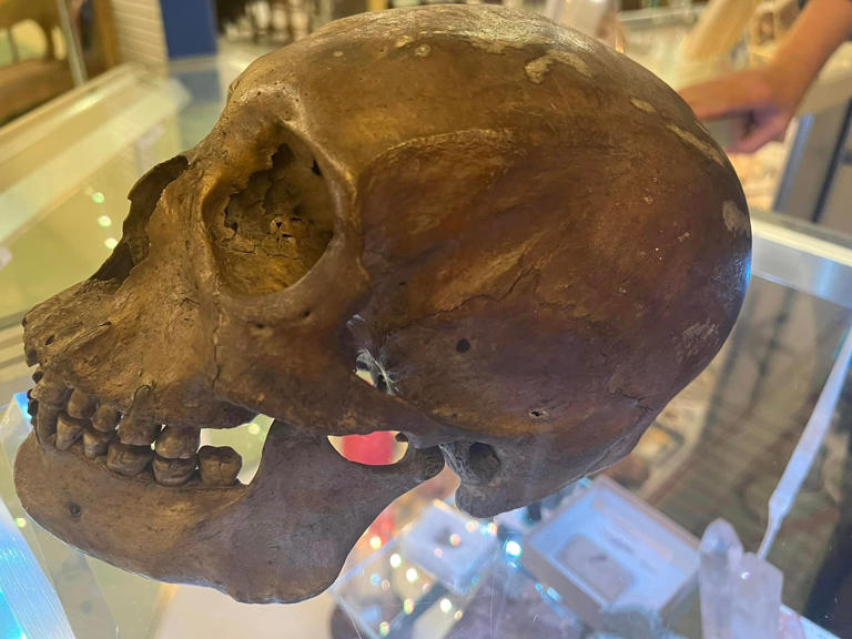 Mystery deepens after human skull discovered at Florida thrift store