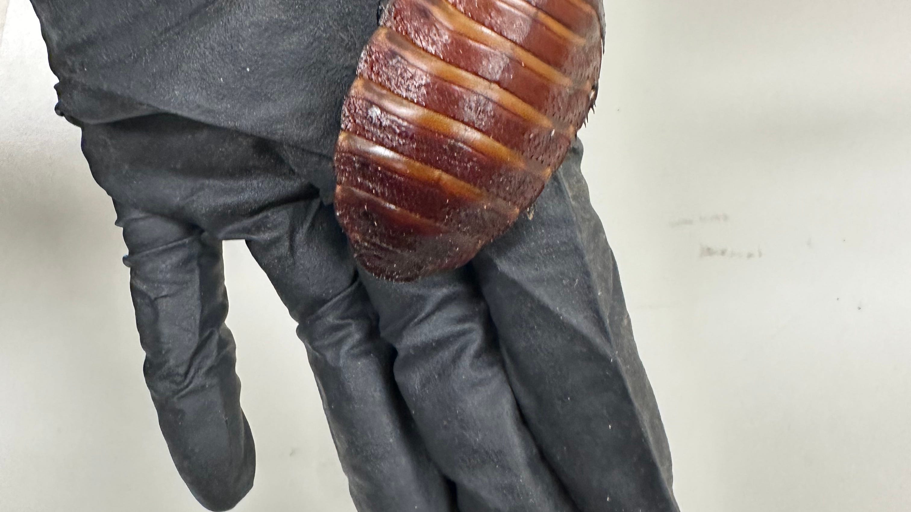 Cockroach contraband valued at more than $140,000 seized in Australia