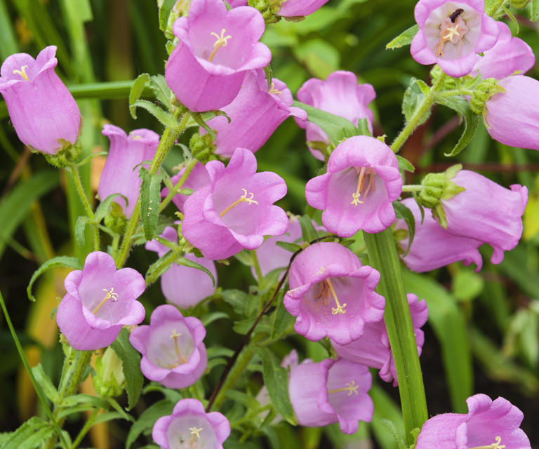 Biennial flowers to sow in June to invigorate next year’s displays and ...