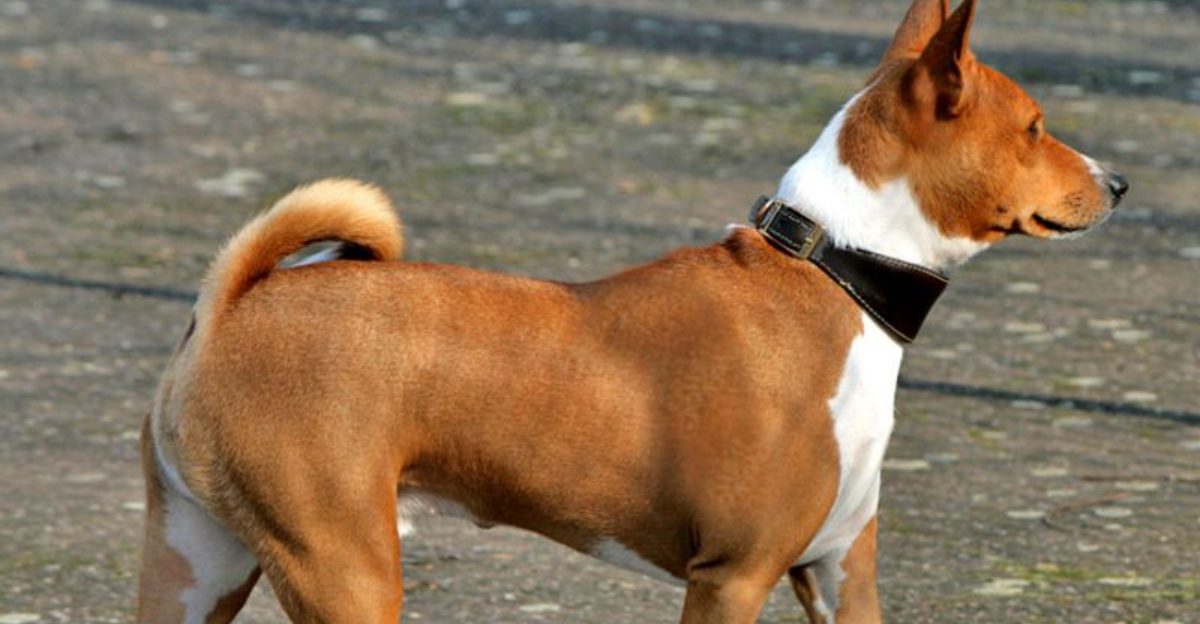 15 tidy dogs that somehow combine cleanliness with a bossy streak