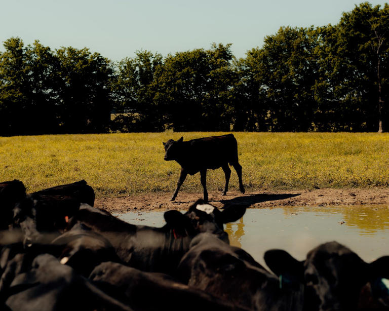How a 'House of Cards' cattle empire came crashing down