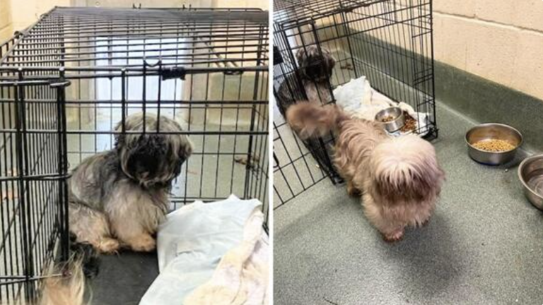 Left on the side of the road: Rehoboth police ask for information about ...
