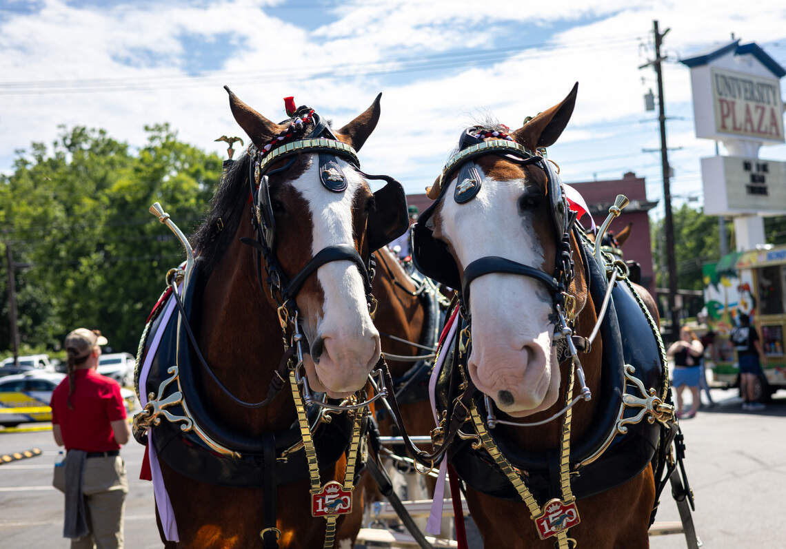 Budweiser Clydesdales make bar appearance in downtown Lexington