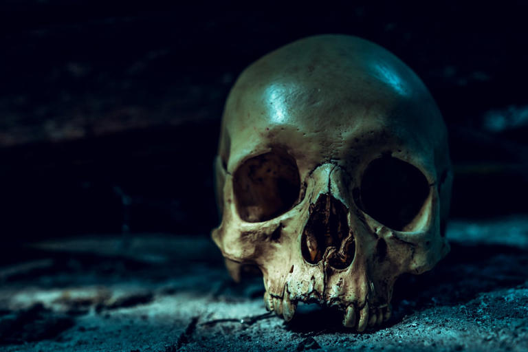 Mystery deepens after human skull discovered at Florida thrift store
