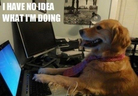 25 dog memes filled with summer spice and everything nice
