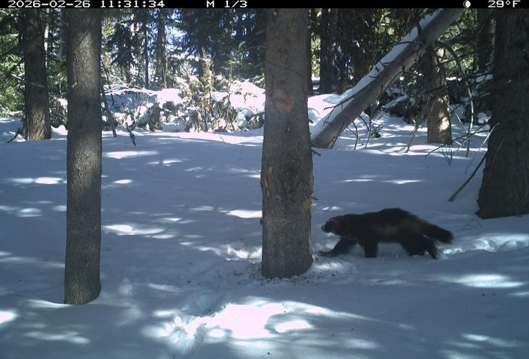Idaho forest’s wolverine pictures blew up on Facebook. What did ...