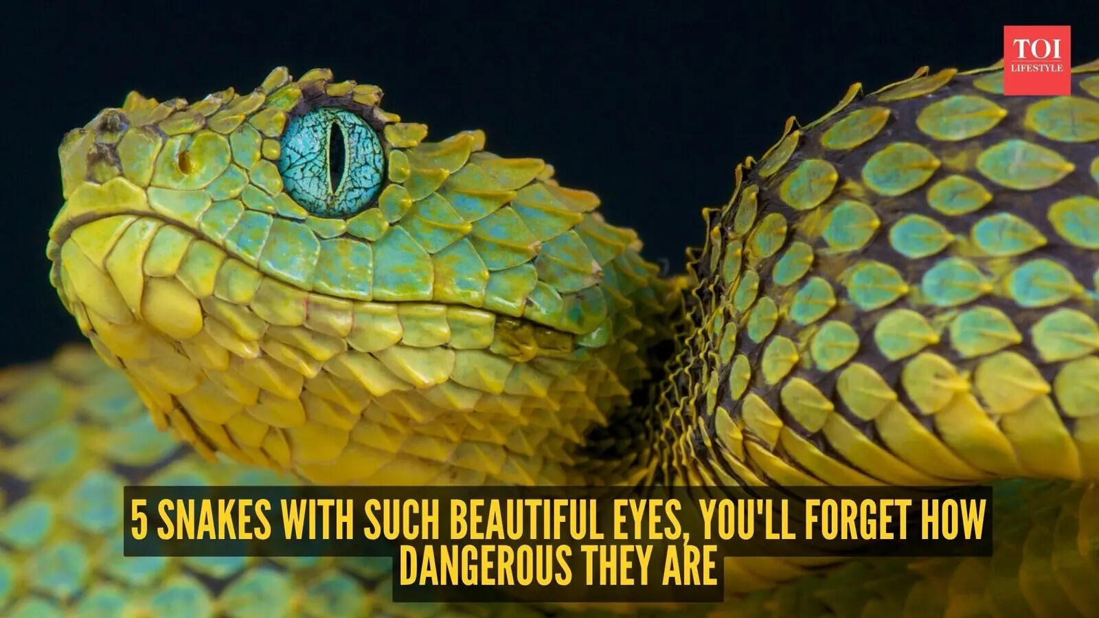 5 snakes with such beautiful eyes, you'll forget how dangerous they are