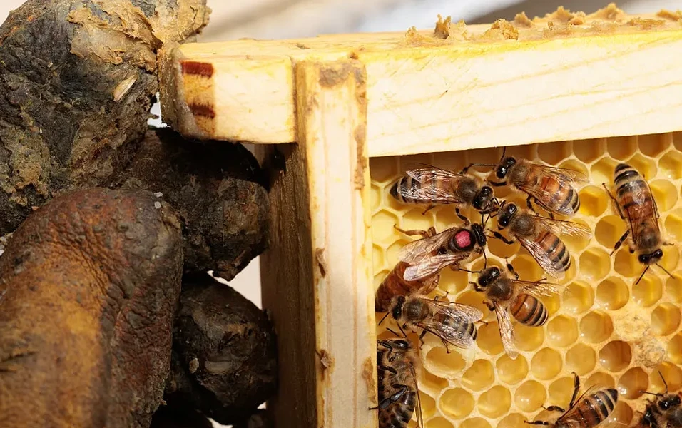 Scientists uncover hidden honeybee caste shaping queen fate