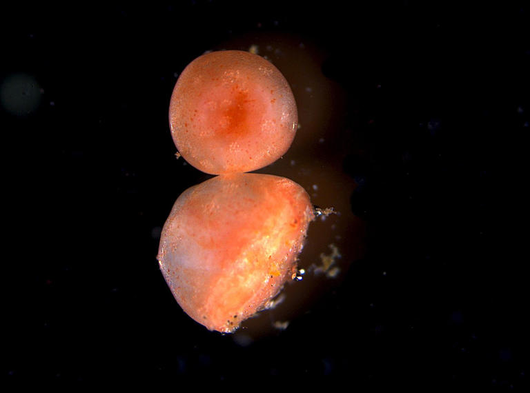 These sea cucumbers seem to have 'zombie' flesh that doesn't die when ...