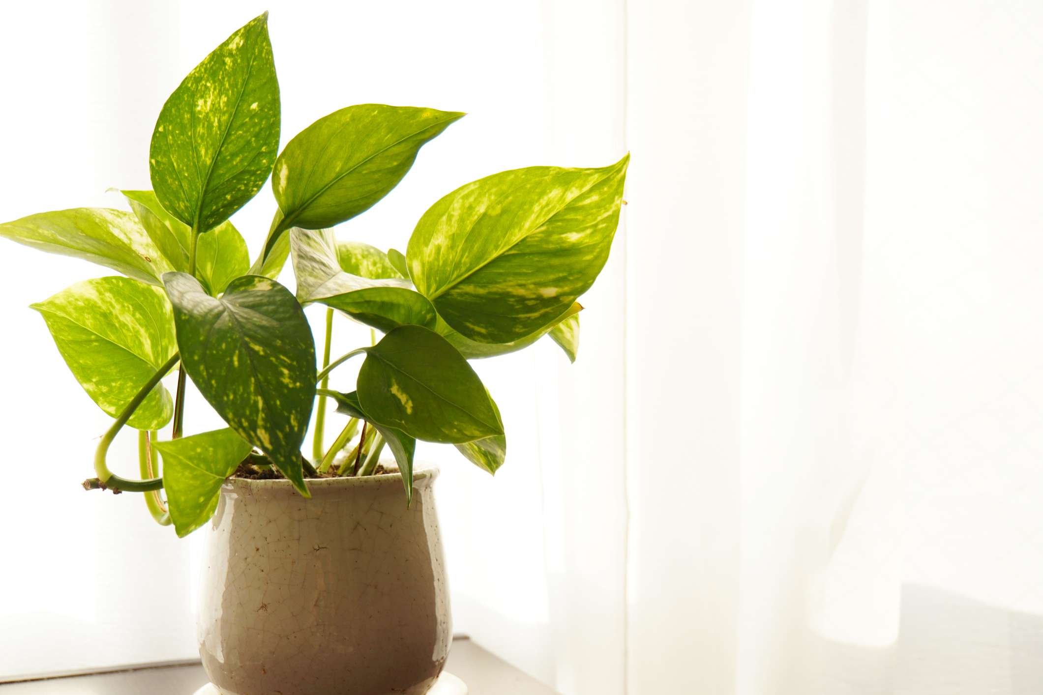 Should you worry if your pothos gets those brown lines on the stems? We ...
