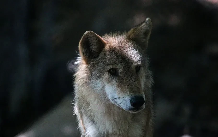 Study finds most dog breeds carry recent wolf DNA