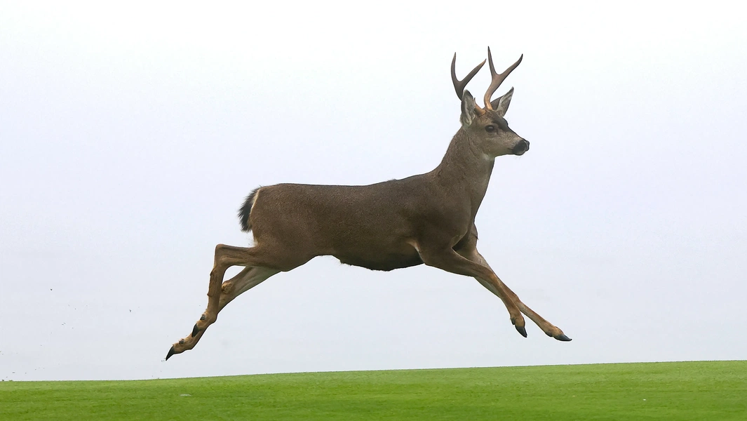 How deer move, leap, and adapt around us
