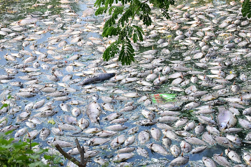 Pollution fear as contamination kills hundreds of fish at Sunkalpalya Lake