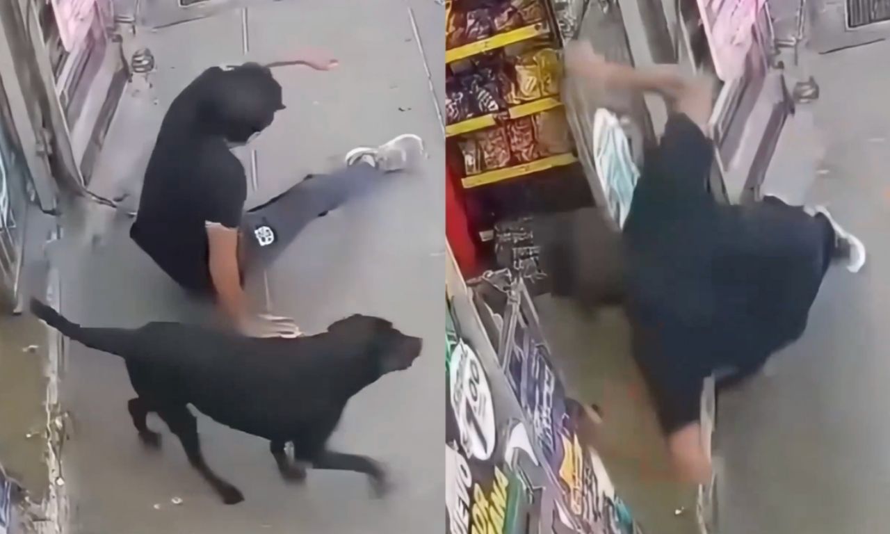 Perro 'atropella' a hombre y le rompe el brazo en el Edomex; así fue el ...