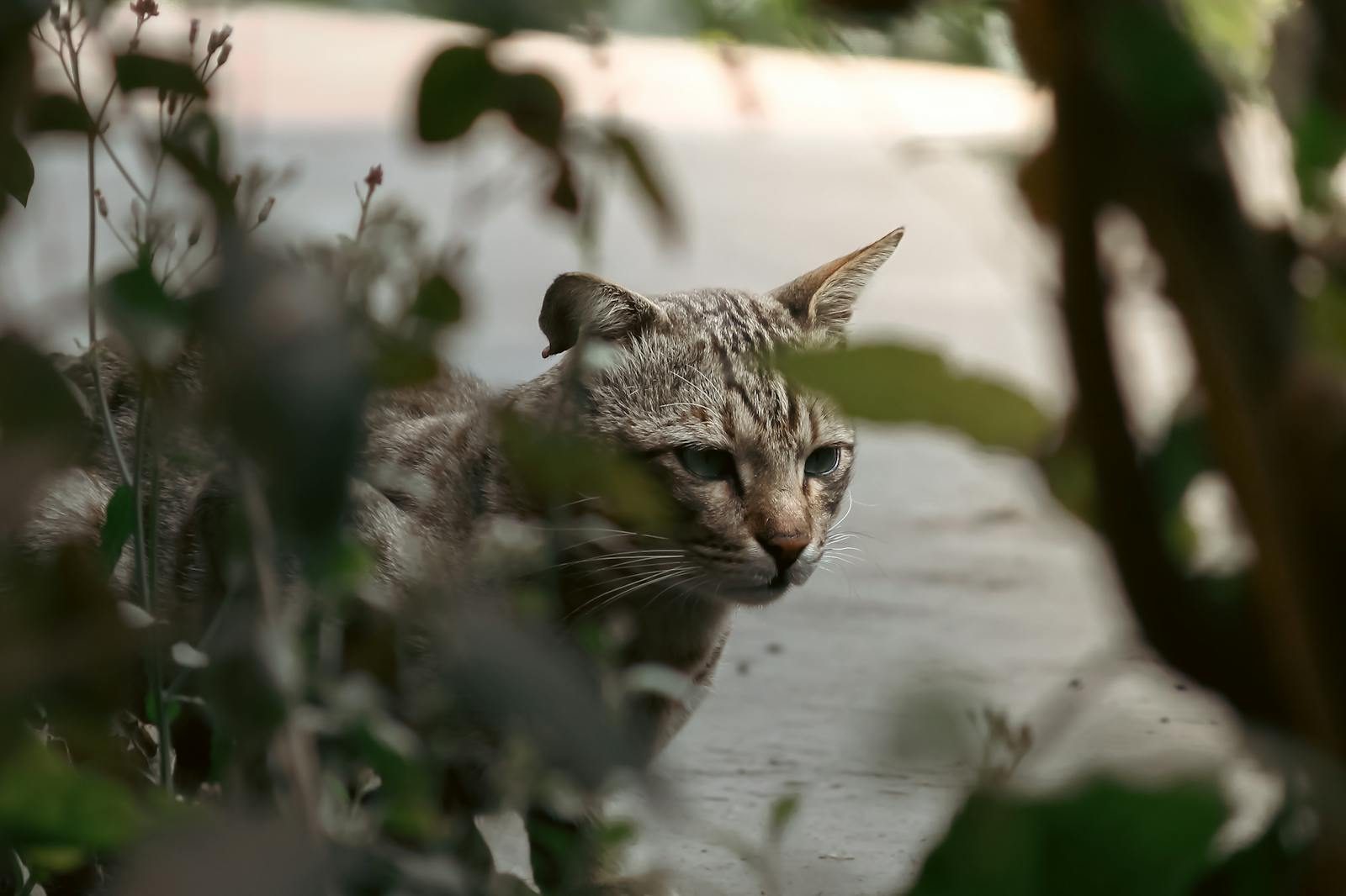 Why did a lonely stray cat chase this stroller?