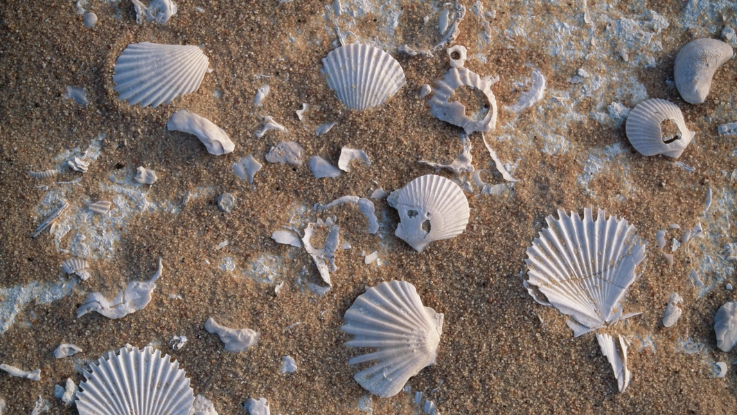 Egyptian fossil site reveals rapid marine recovery after extinction