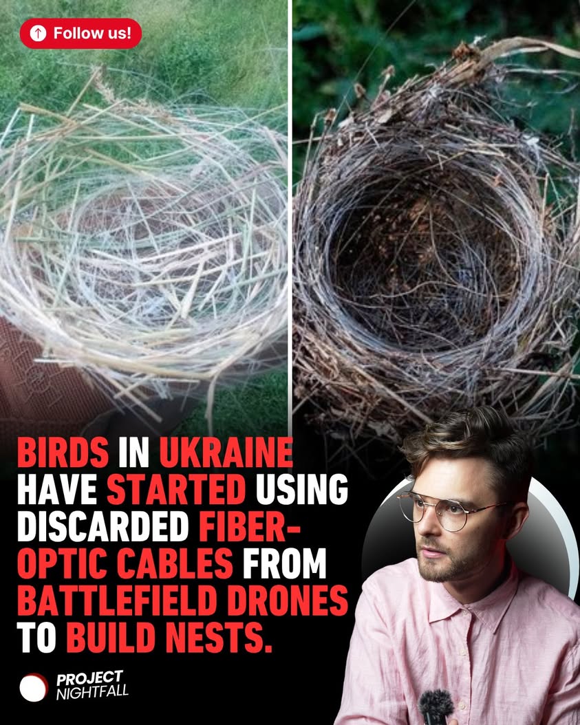 War's deadly yarn: Birds spin Ukraine's fiber-optic drone waste into ...