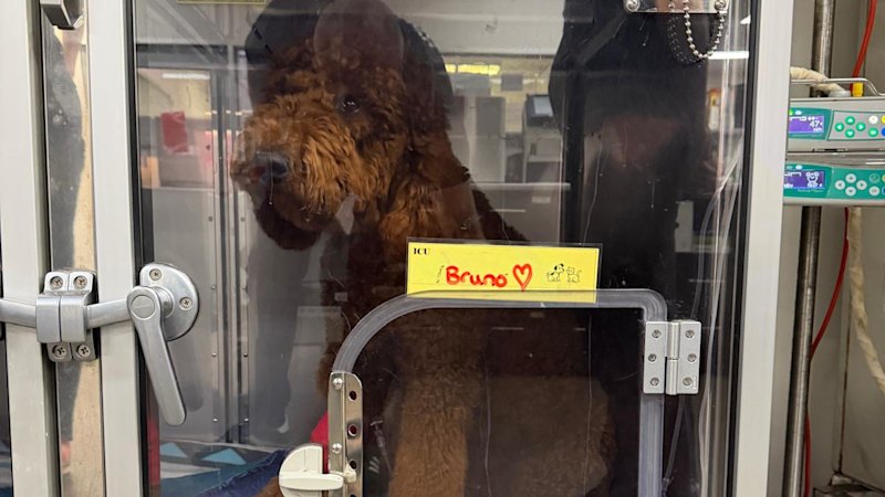 A split-second act at the beach sent The Block regular’s dog to ...