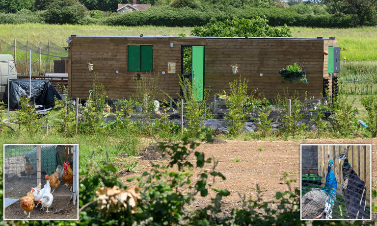 Widow's fury as council orders her to tear down sheds on wasteland she ...