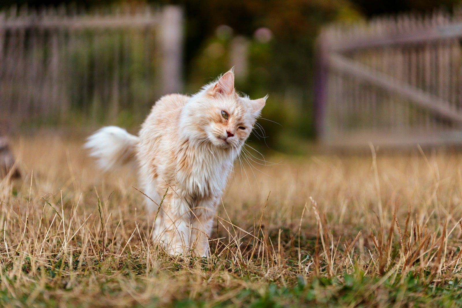Why does this giant house cat have a massive head?