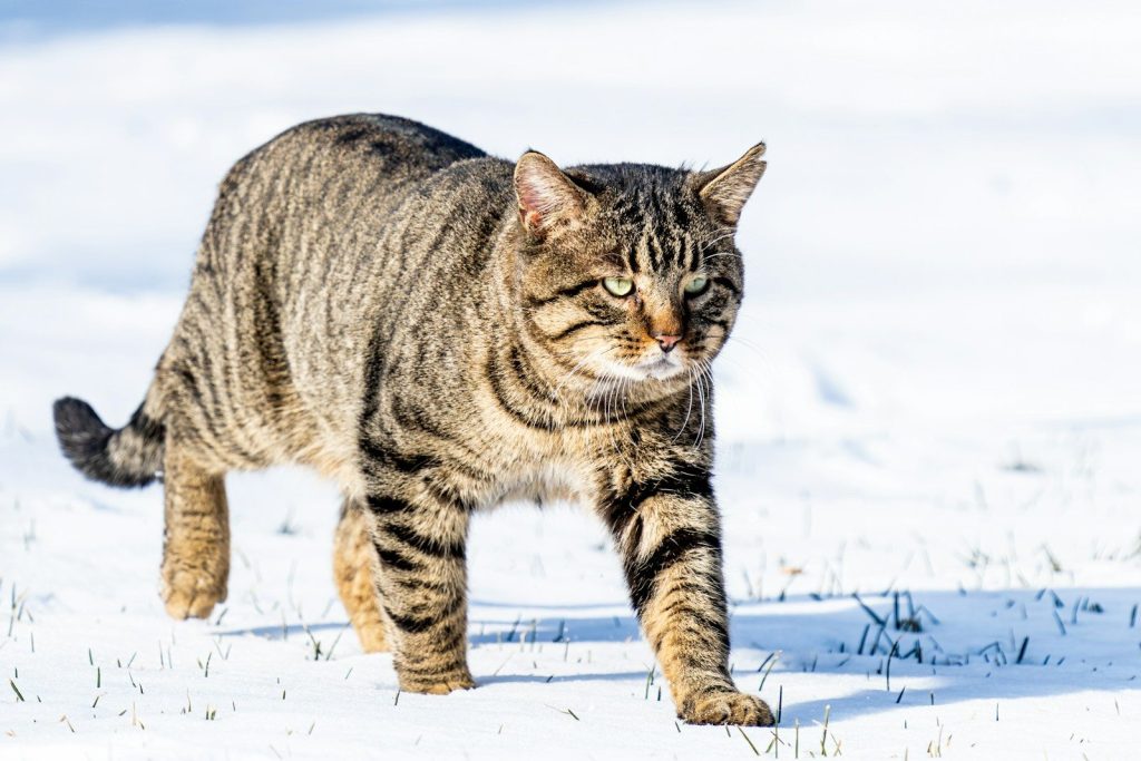 Why does this giant house cat have a massive head?