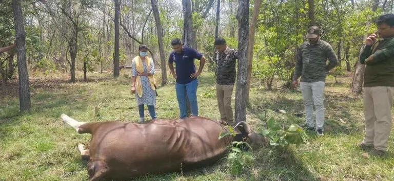 Gaur dies of suspected sunstroke in Chandrapur