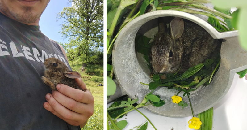 Good guy saves baby bunny after stray cat drops it, giving the tiny ...
