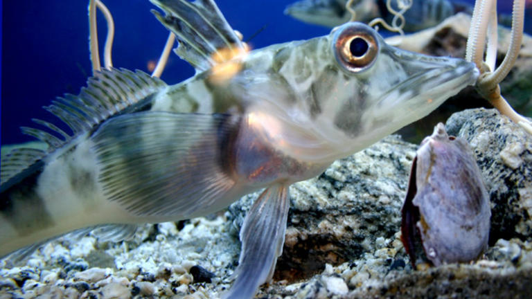 Some Arctic fish survive freezing water by making natural antifreeze ...