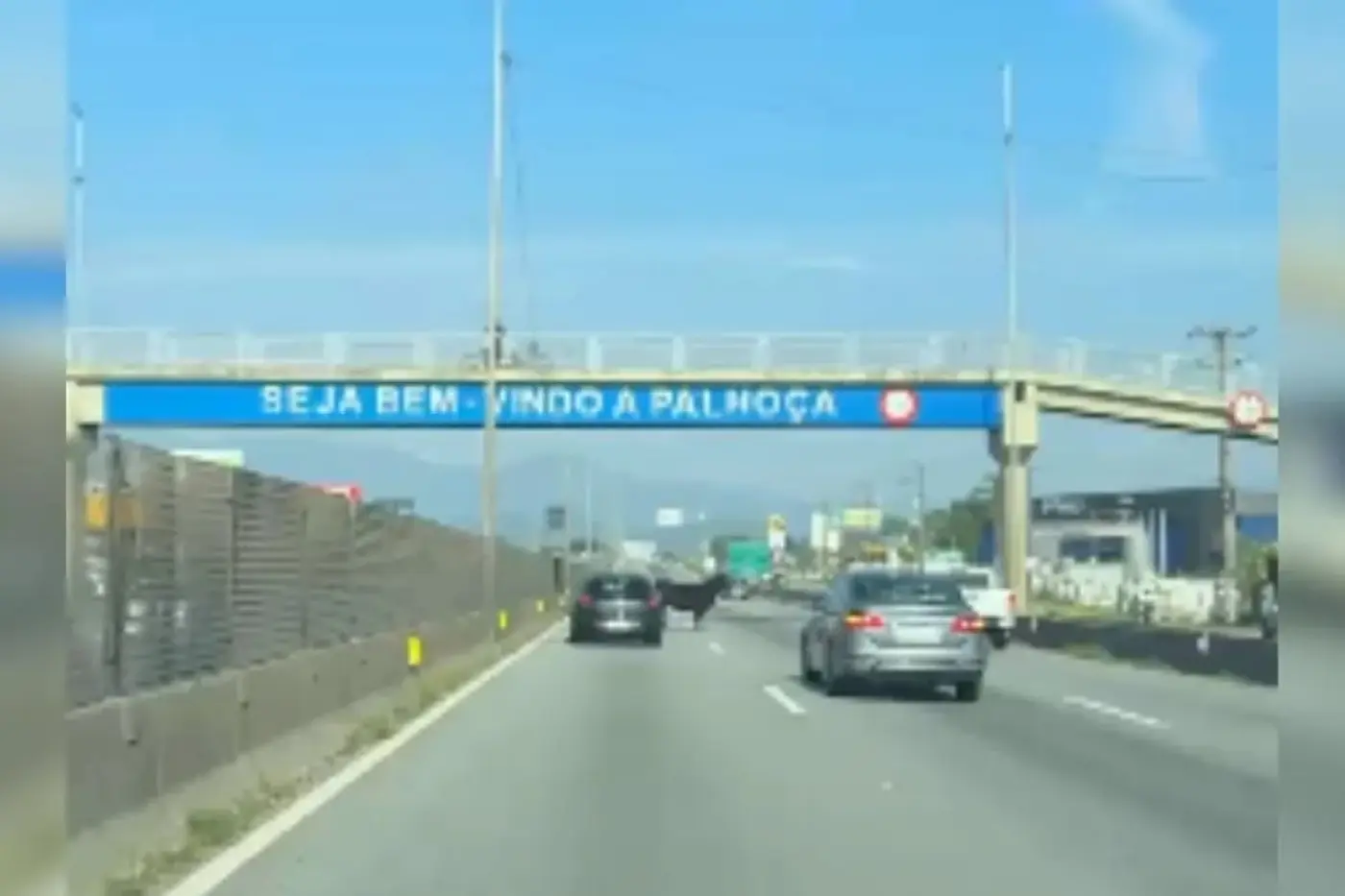 Boi invade BR-101 em Palhoça (SC) e causa transtorno a motoristas