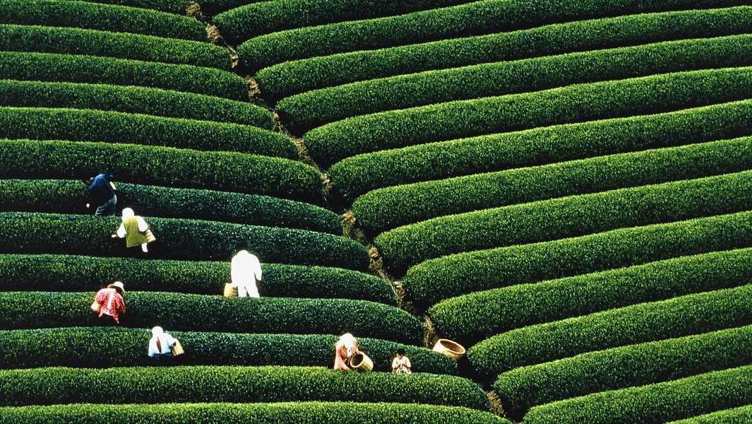 Sip your way through the world’s tea gardens