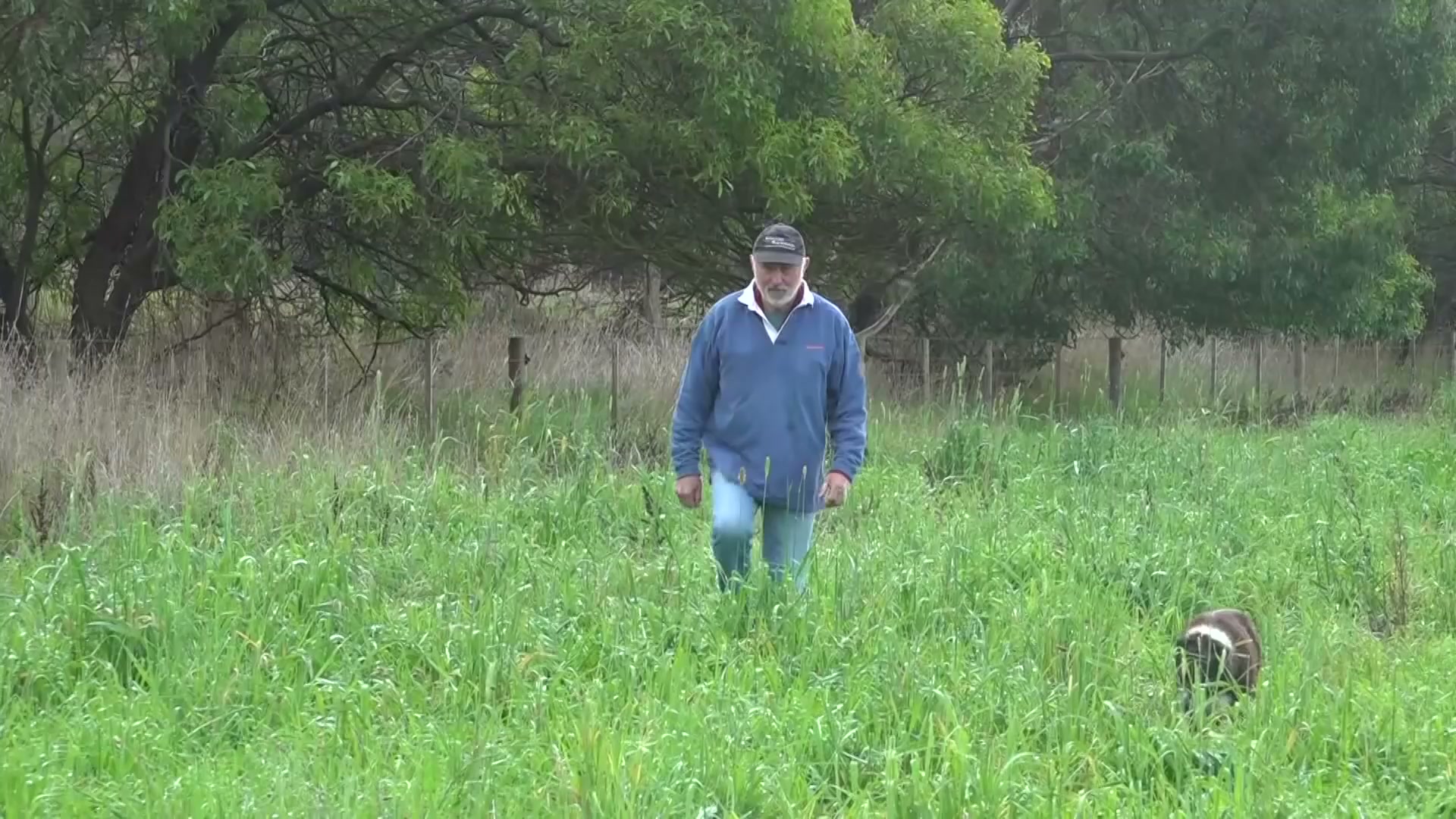 Recent downpours in South Australia welcomed by some farmers