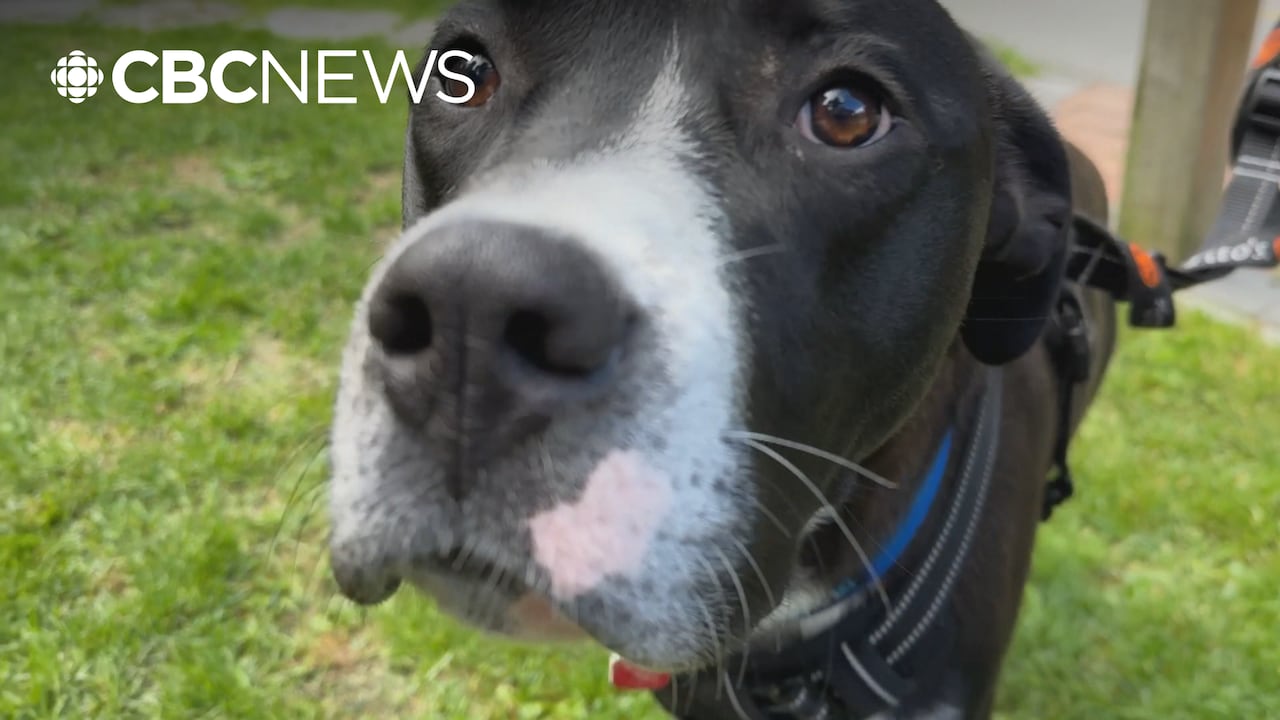 Sea-to-Sky animal shelter seeing less adoptions while animal surrenders ...