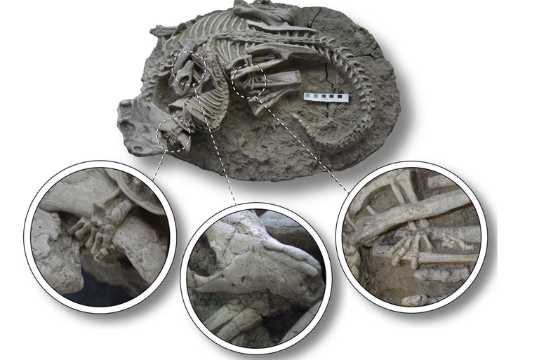 He may have had his leg grabbed by a crocodile and his head pulled by a ...