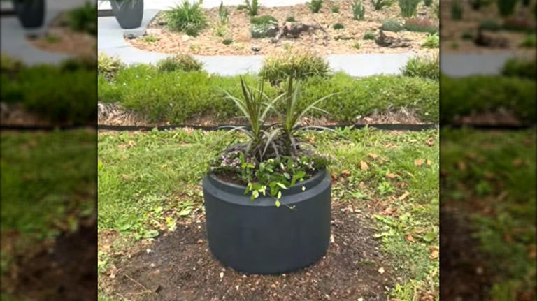 How to turn the eyesore of an old tree stump into a beautiful ...