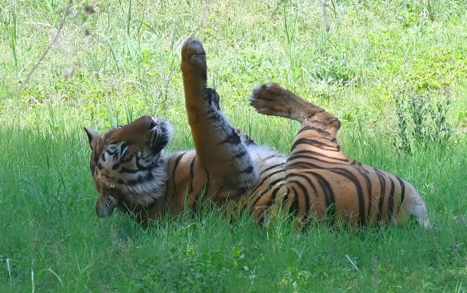 BBC's 'Tiger Island' stuns with rare tiger behaviour