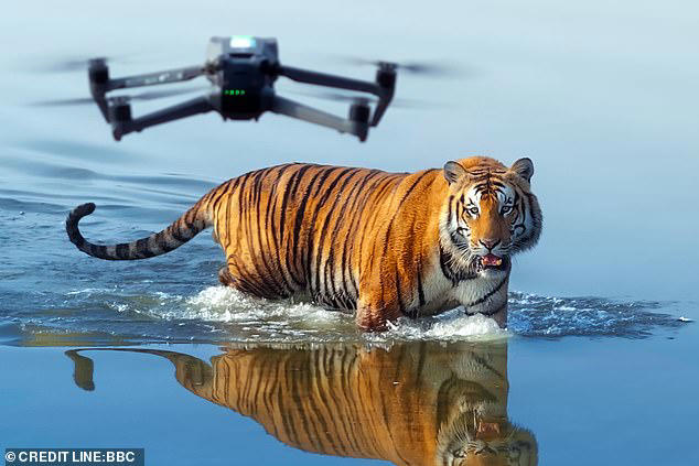 Stevens reviews Tiger Island: Tigers aren't just ferocious killers