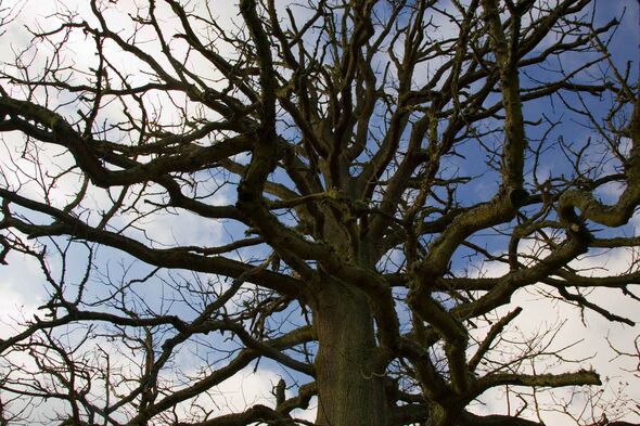 Warning issued to anyone with oak trees in garden