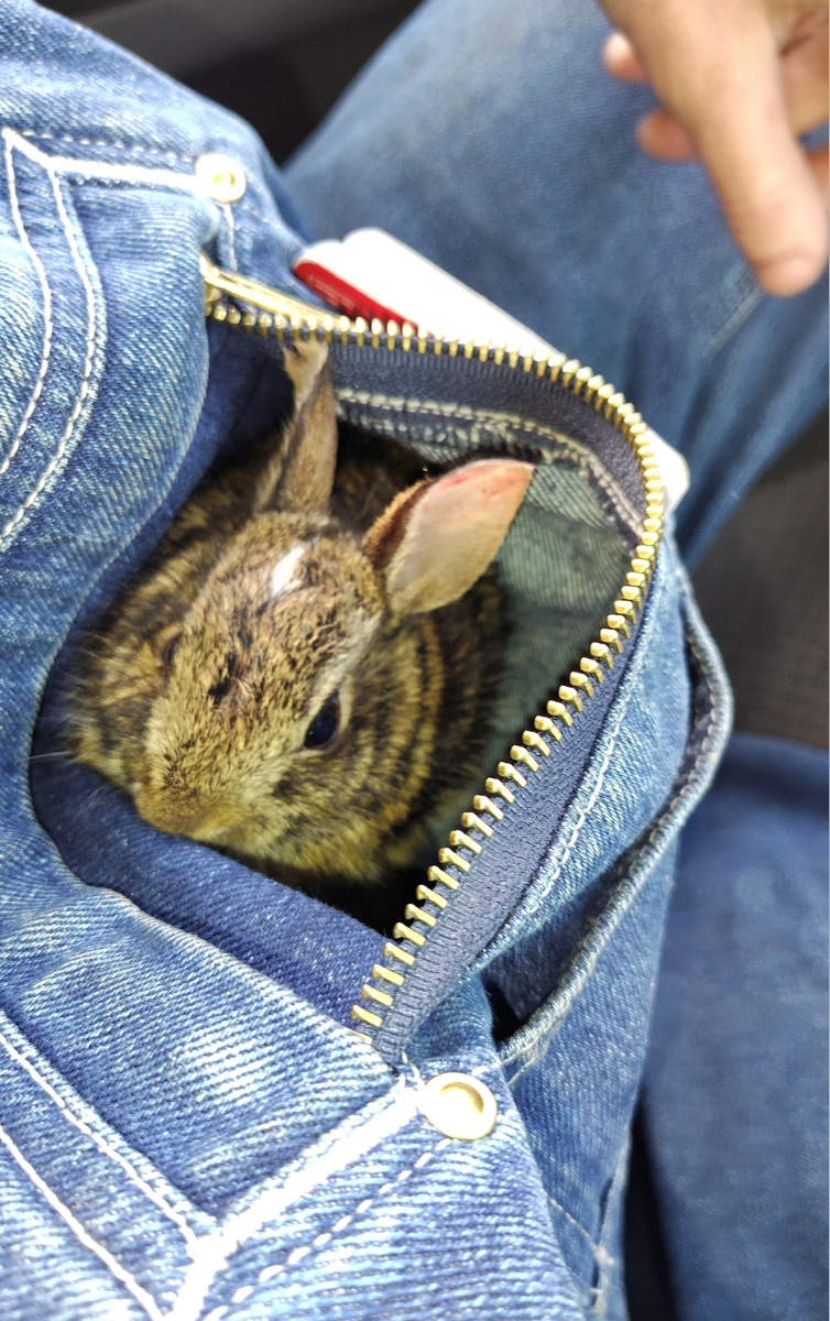 Good guy saves baby bunny after stray cat drops it, giving the tiny ...