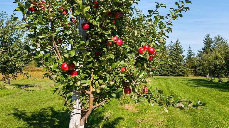 Fast-growing fruit trees you'll want to plant in your yard