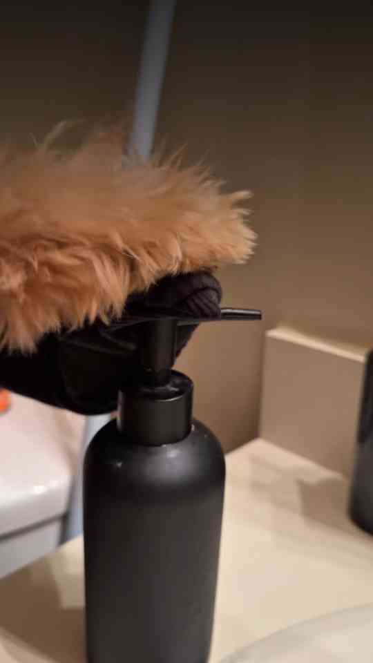 Barney the Pomapoo washes his paws after touching his owner