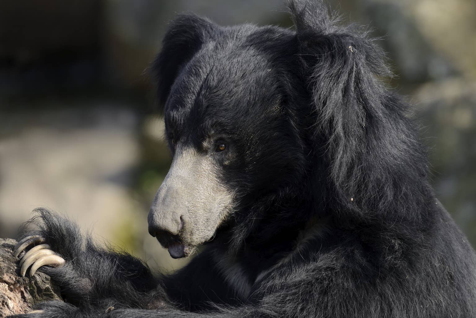 Meet Kartik: The sloth bear with adorable 'ponytails' captivating zoo ...