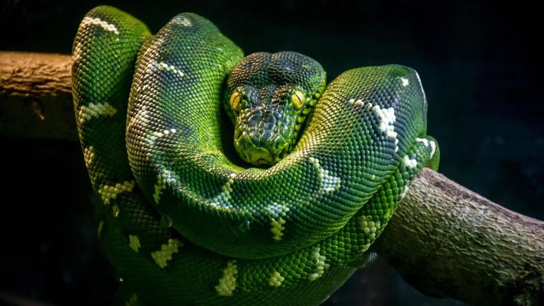 5 snakes with such beautiful eyes, you'll forget how dangerous they are