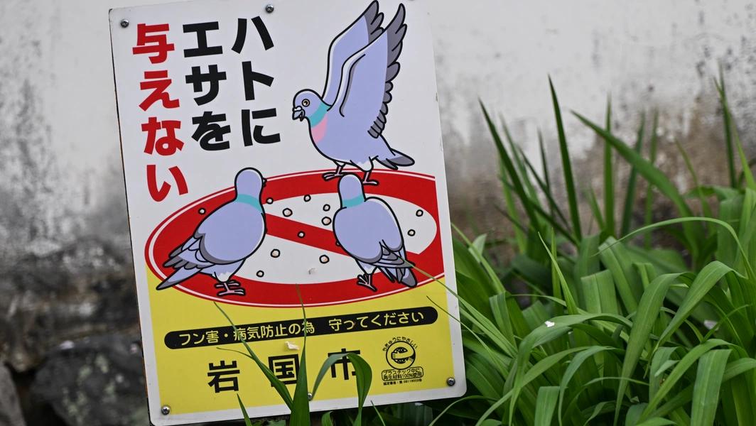 How to feed birds the right way