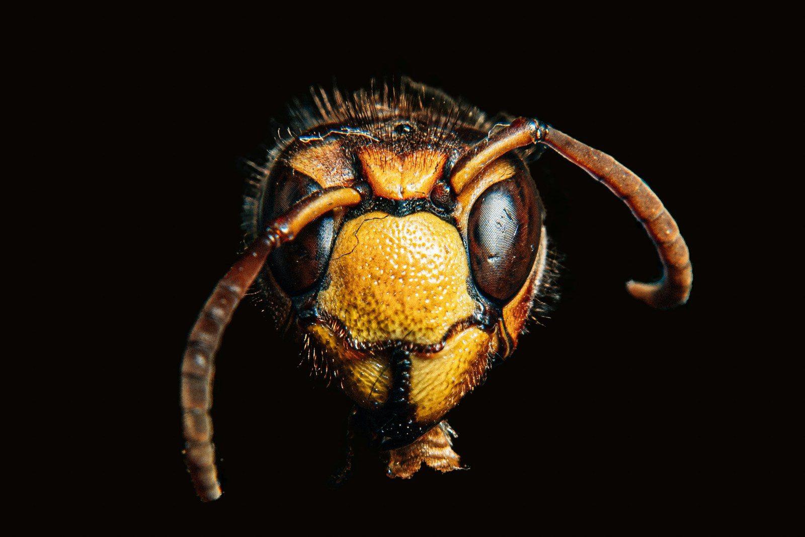 The 'cow killer' wasp has one of the most painful stings in nature