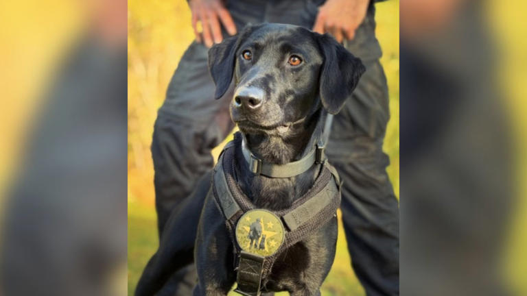 New K-9 joins the Pasadena Police Department