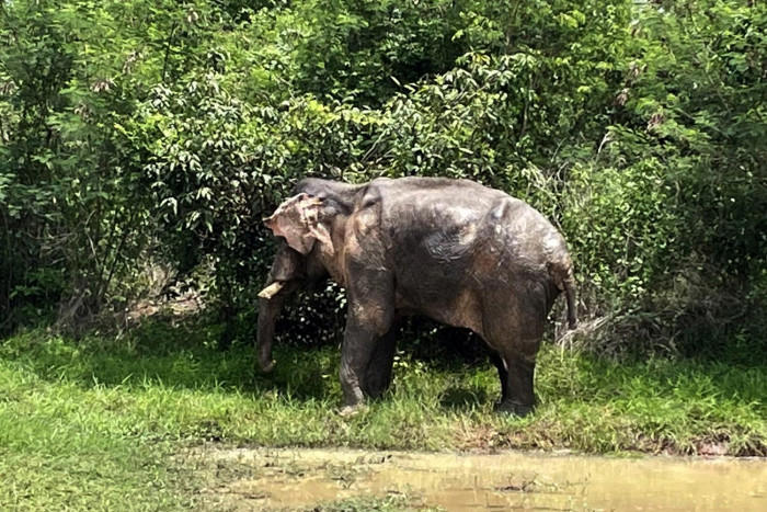 Injured elderly elephant comes under care
