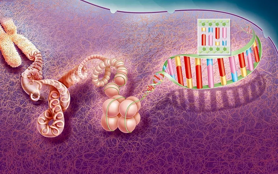 Scientists probe how two meters of DNA fit in a cell nucleus