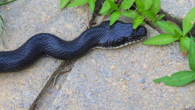 Homeowner shocked after spotting 6-foot black rat snake slithering on ...