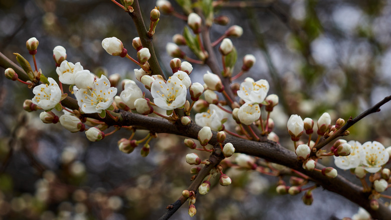 15 flowering trees that are perfect for your yard