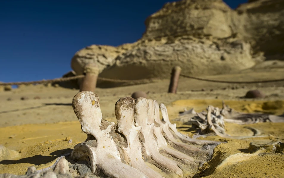 Egyptian fossil site reveals rapid marine recovery after extinction